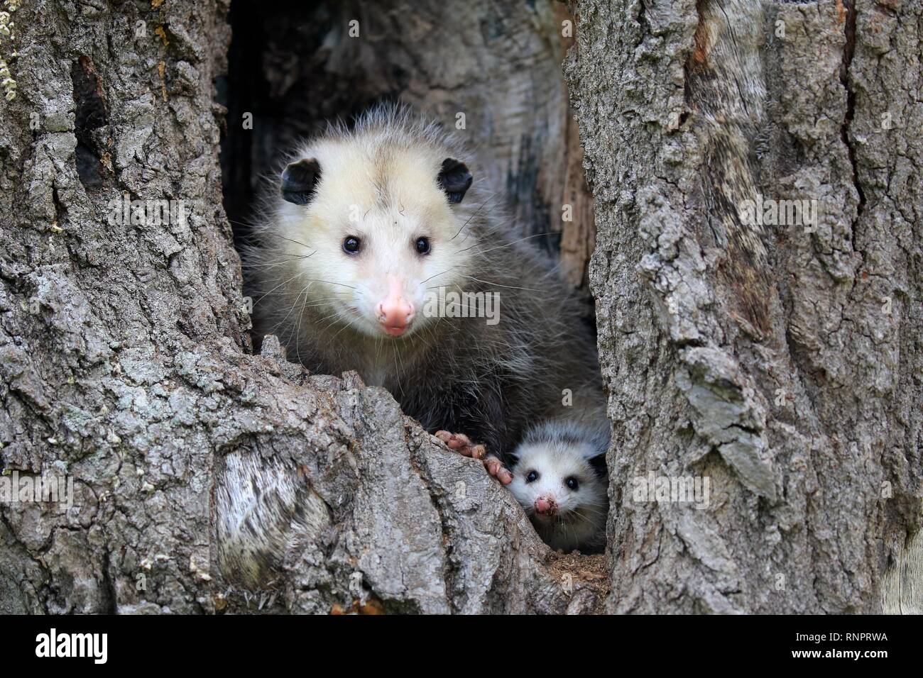 Virginia Opossum (Didelphis virginiana), adult with young animal looks ...