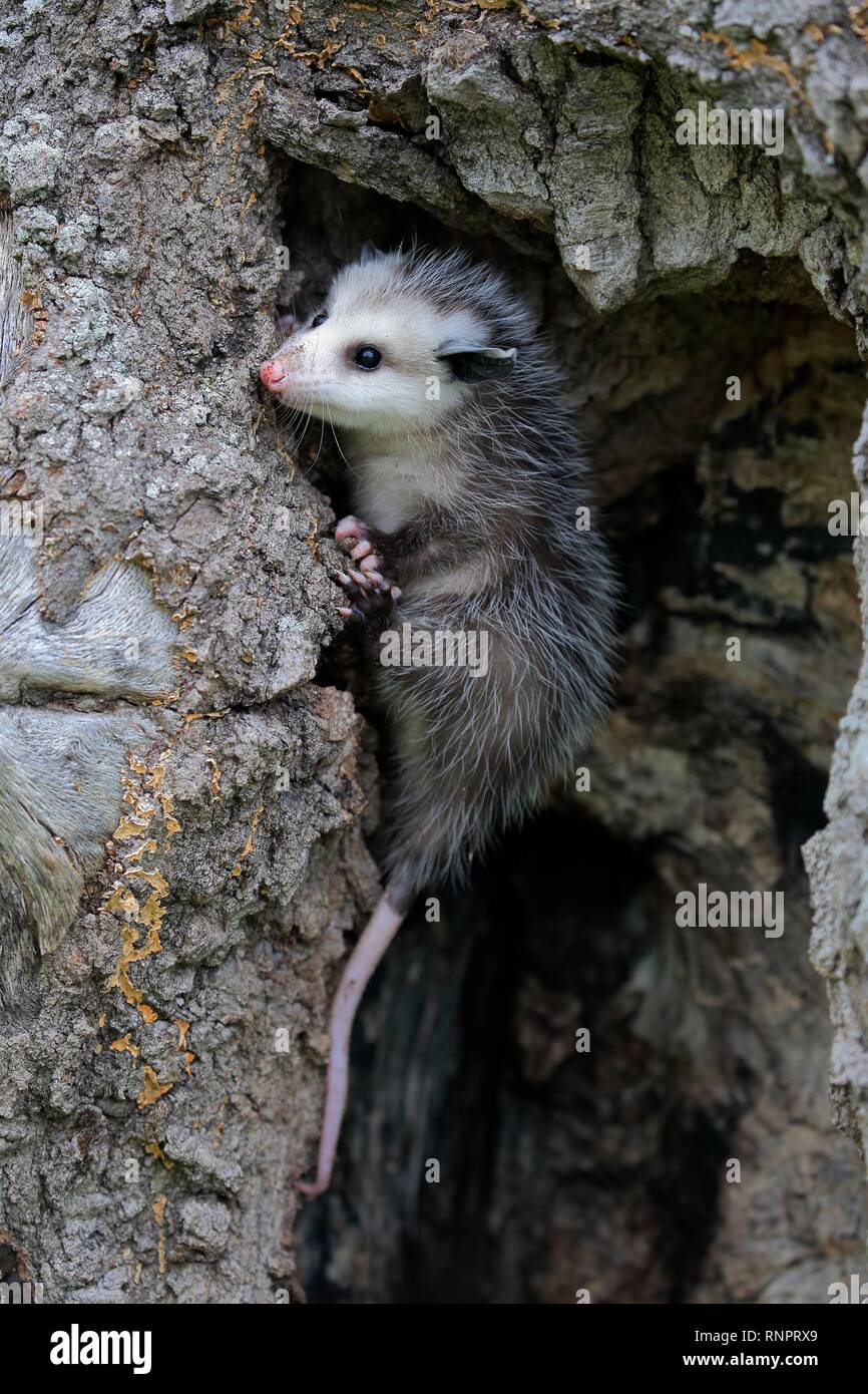 Virginia Opossum (Didelphis virginiana), young animal seeking shelter ...
