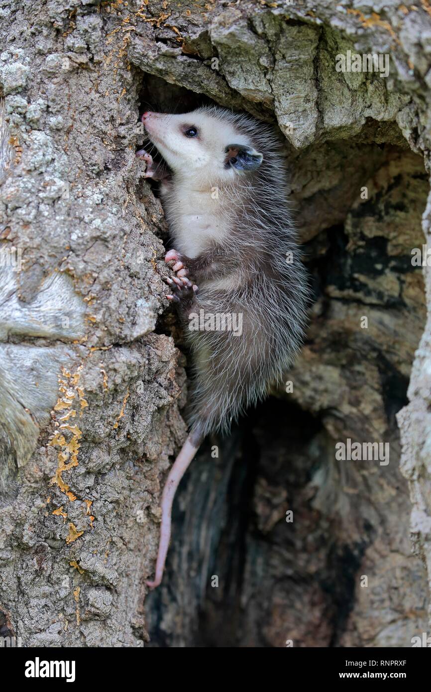 Virginia Opossum (Didelphis virginiana), young animal seeking shelter ...