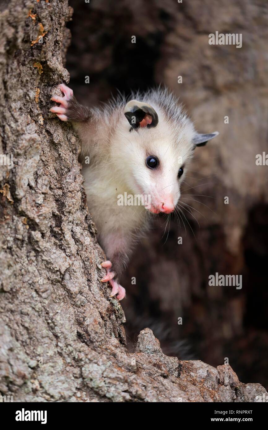Virginia Opossum (Didelphis virginiana), young animal curiously climbs ...