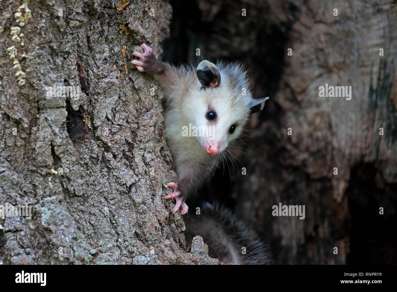 Virginia Opossum (Didelphis virginiana), young animal climbing on tree ...