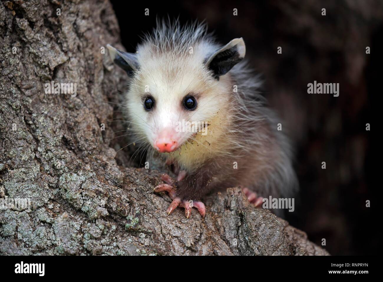 Virginia Opossum (Didelphis virginiana), young animal on tree trunk ...