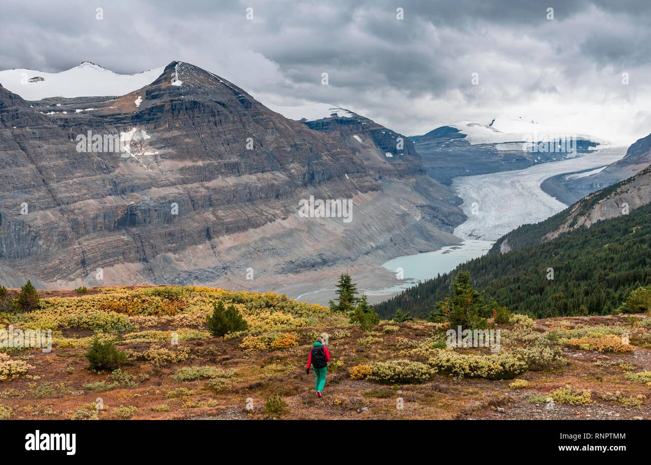 View in valley with glacier tongue, Parker Ridge, Saskatchewan Glacier ...