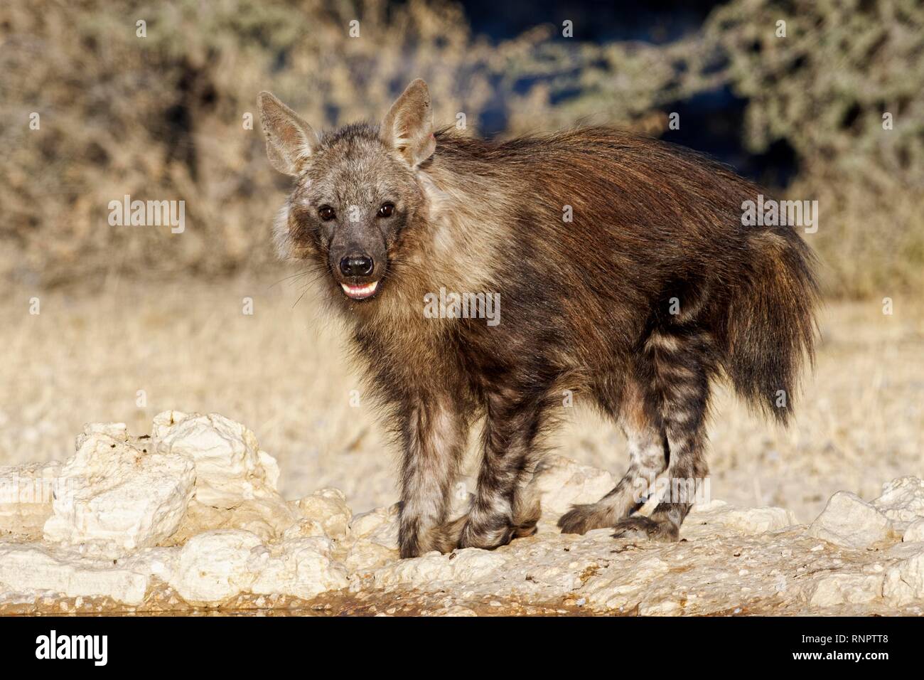 Brown Hyena Pet