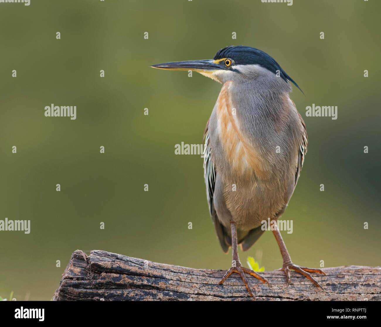 Striated Heron (Butorides striata) stands on a tree trunk, Kwazulu ...