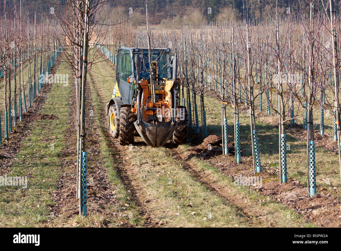 Tree nursery, Germany, Europe Stock Photo - Alamy