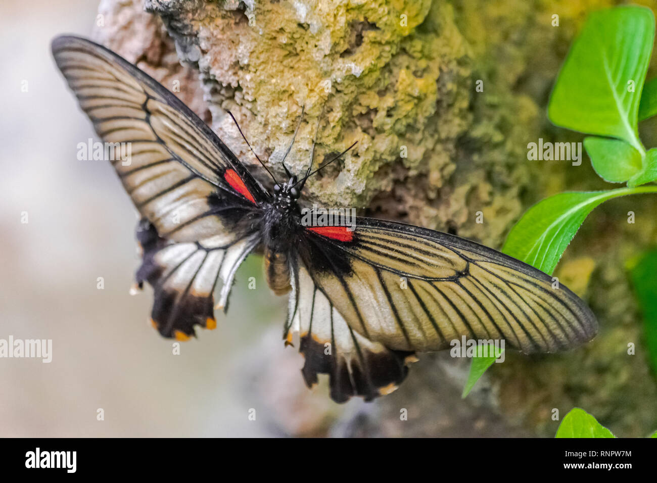 Female great mormon butterfly hi-res stock photography and images - Alamy
