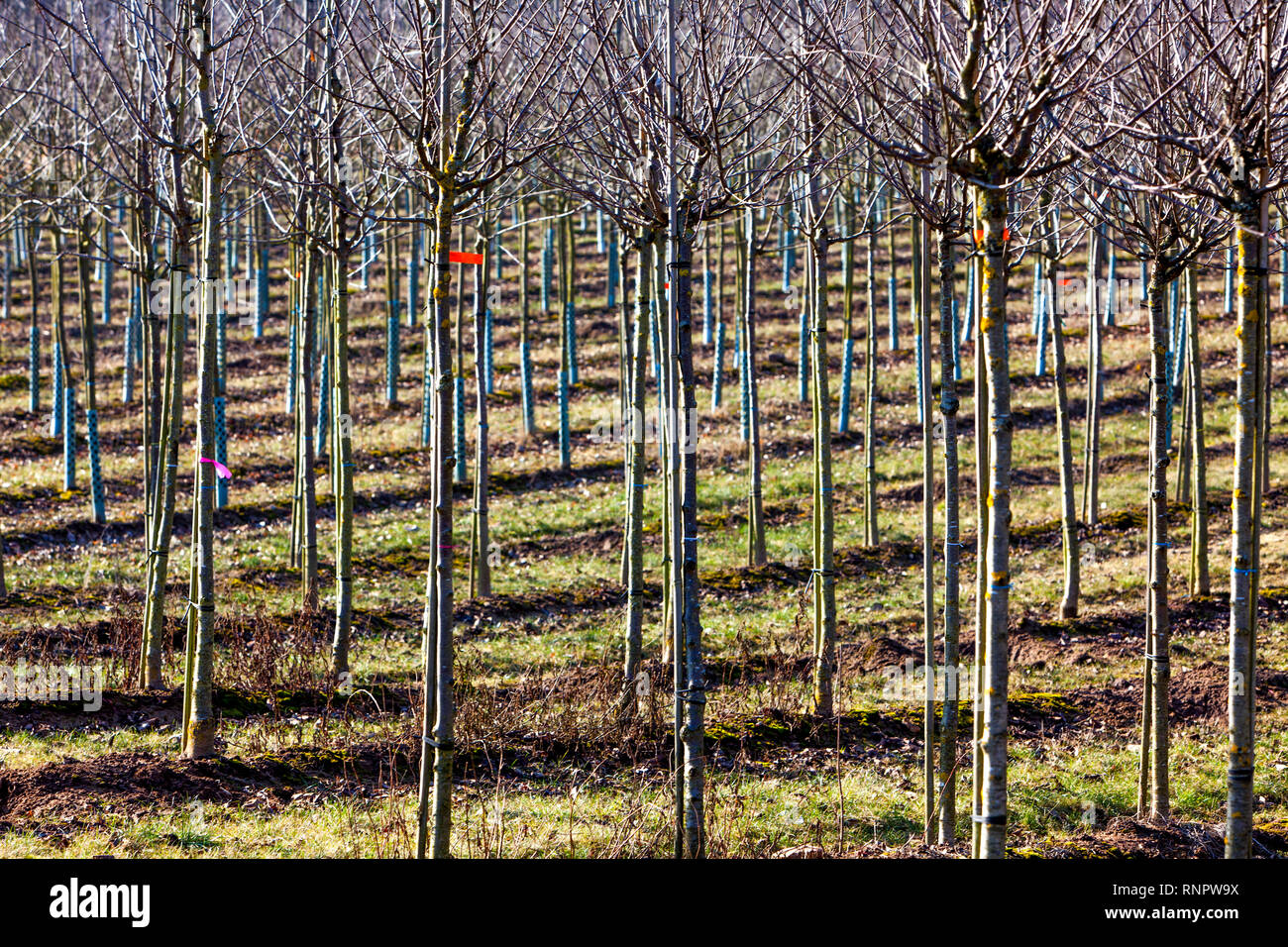 Tree nursery, Germany, Europe Stock Photo - Alamy