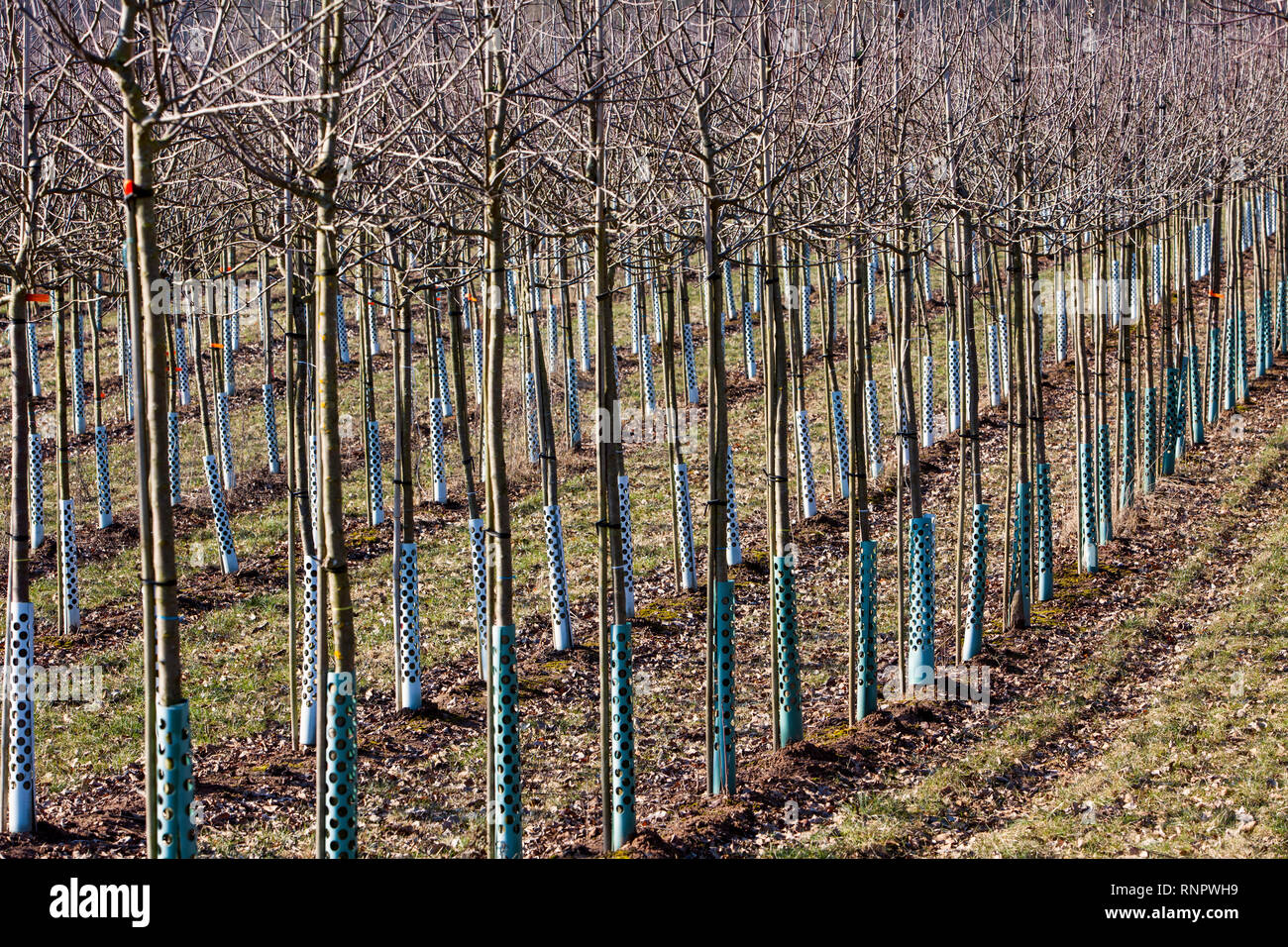 Tree nursery, Germany, Europe Stock Photo - Alamy