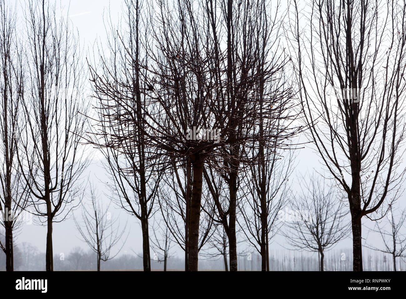 Tree nursery, Germany, Europe Stock Photo - Alamy