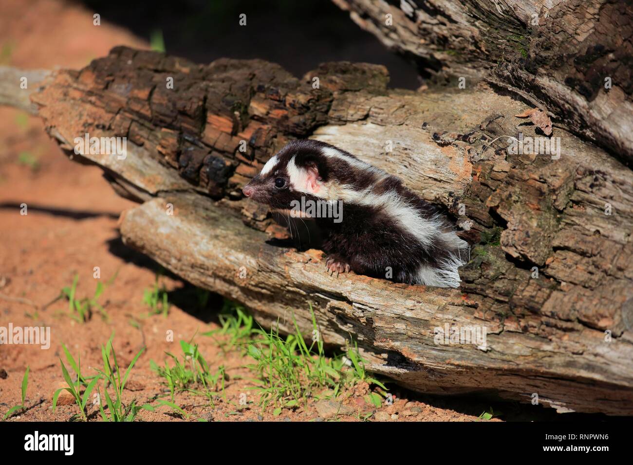 Eastern spotted skunk (Spilogale putorius) looks out of rotten trunk ...