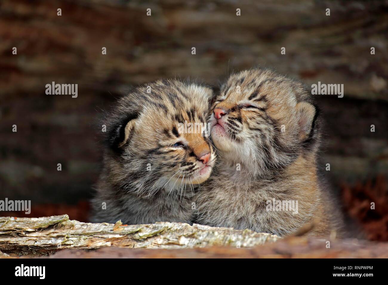 Bobcat (Lynx rufus), two young animals in animal husbandry, Portrait ...
