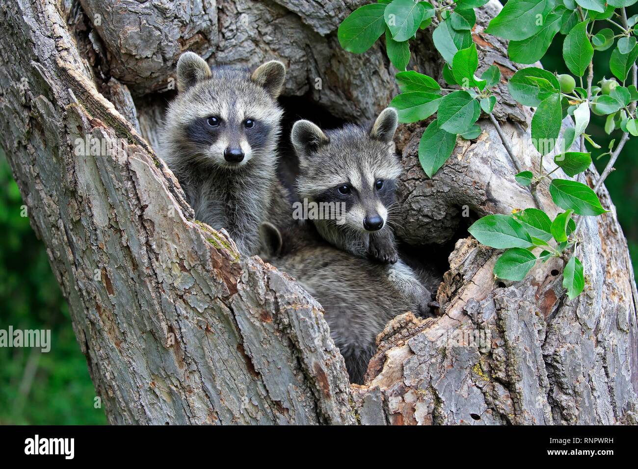Zoo North American Raccoon