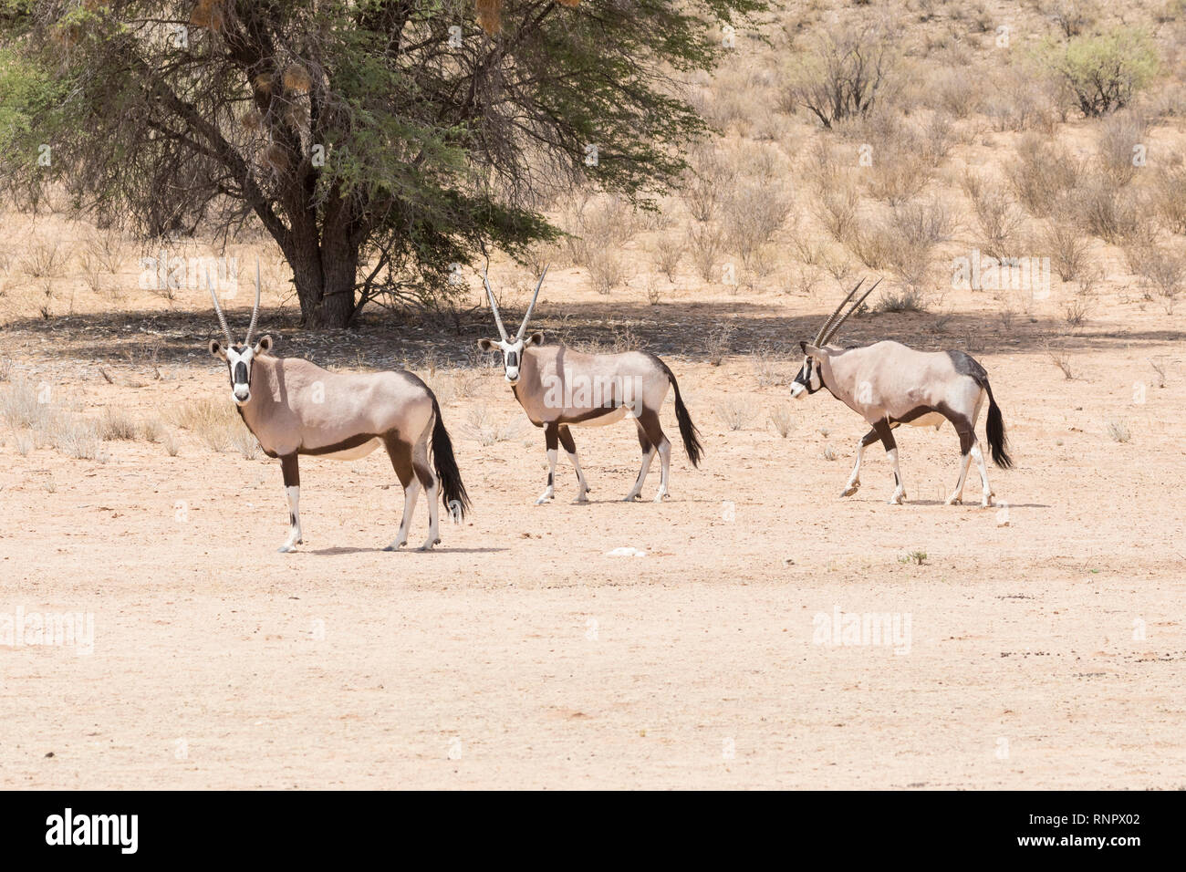 Oryx side view hi-res stock photography and images - Alamy