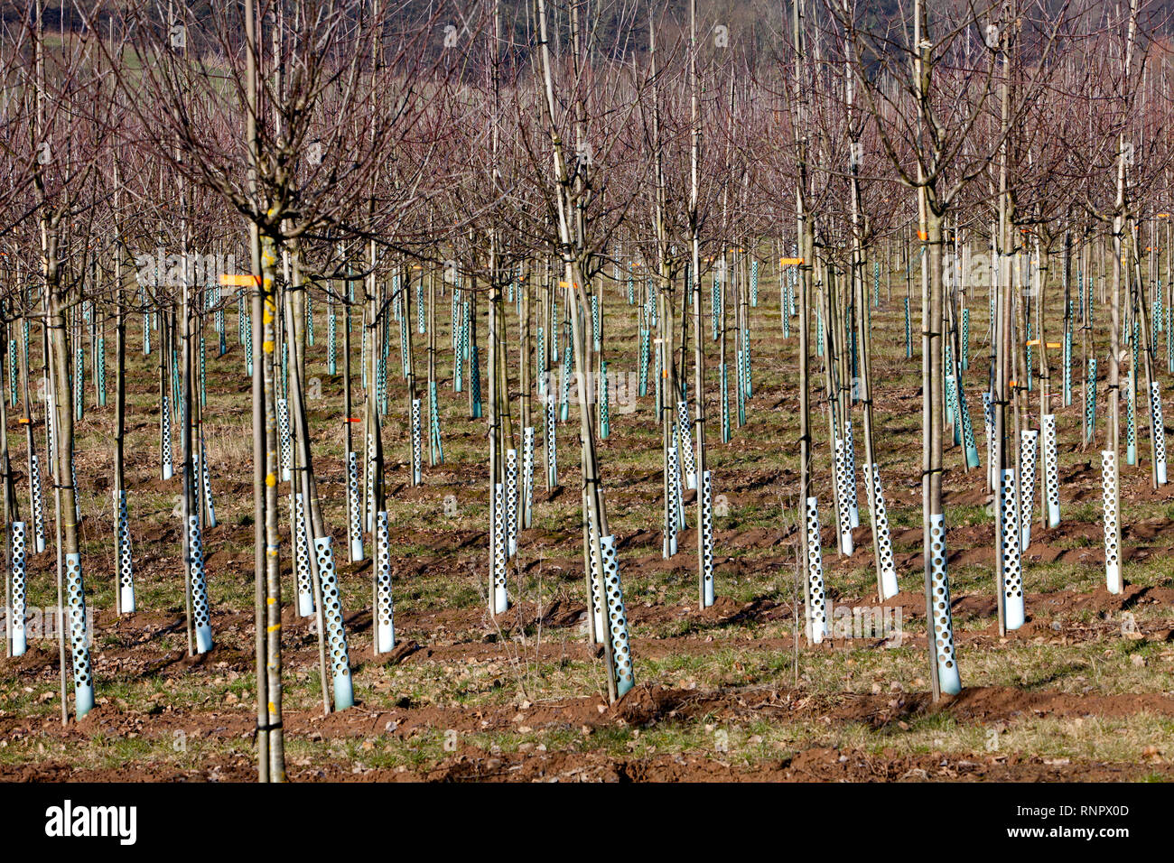 Tree nursery, Germany, Europe Stock Photo - Alamy