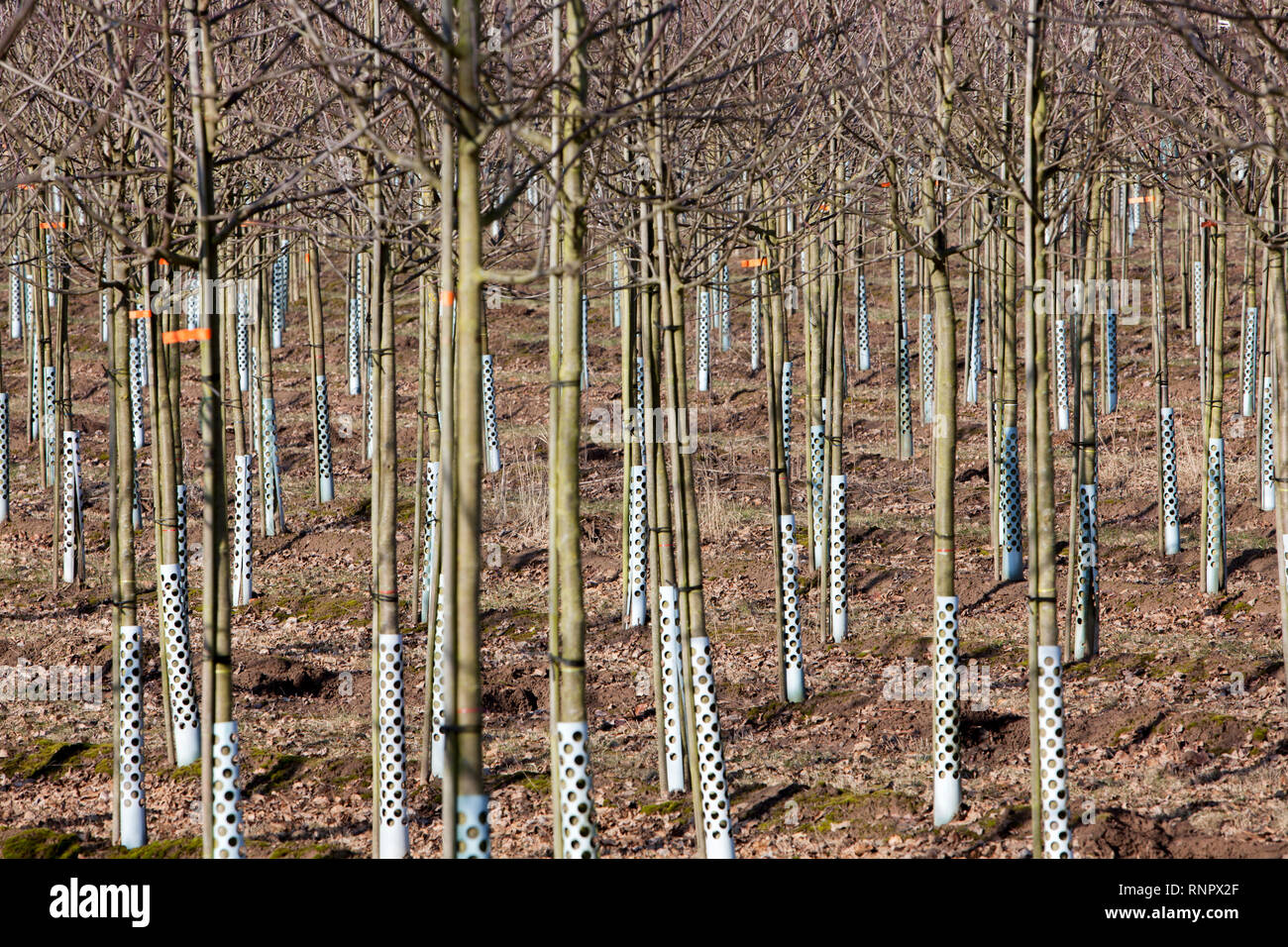 Farmer planting tree europe hi-res stock photography and images - Alamy