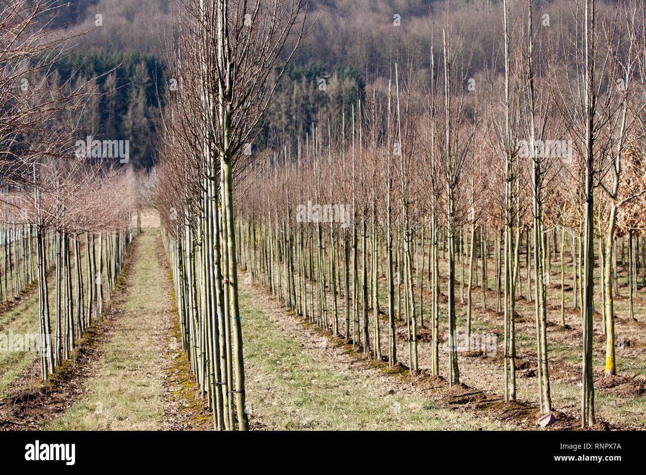 Tree nursery, Germany, Europe Stock Photo - Alamy