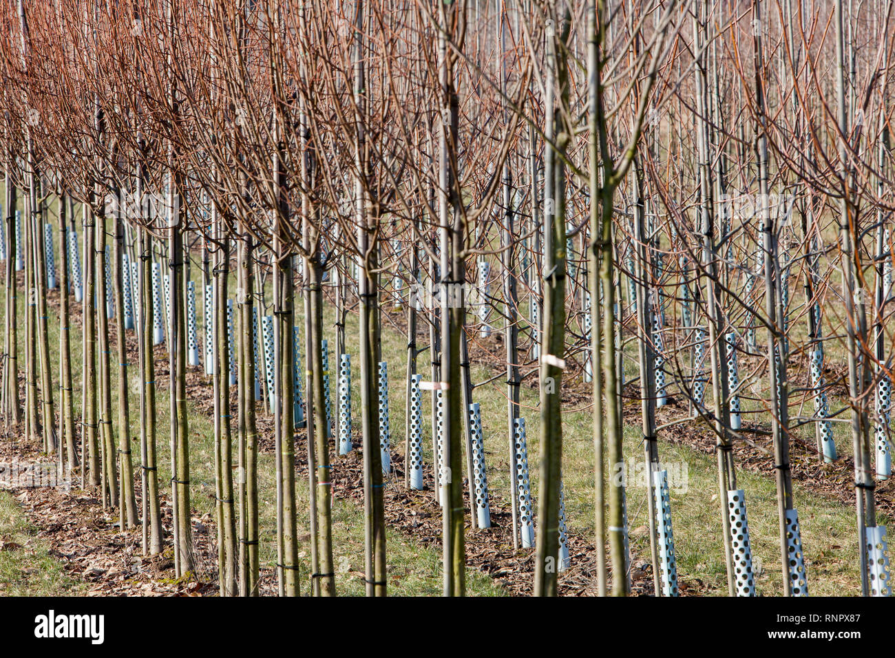 Tree nursery, Germany, Europe Stock Photo - Alamy