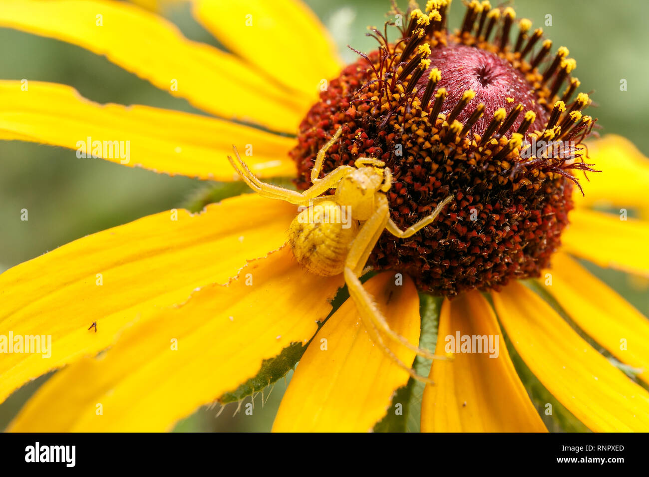 Spider fauna hi-res stock photography and images - Alamy