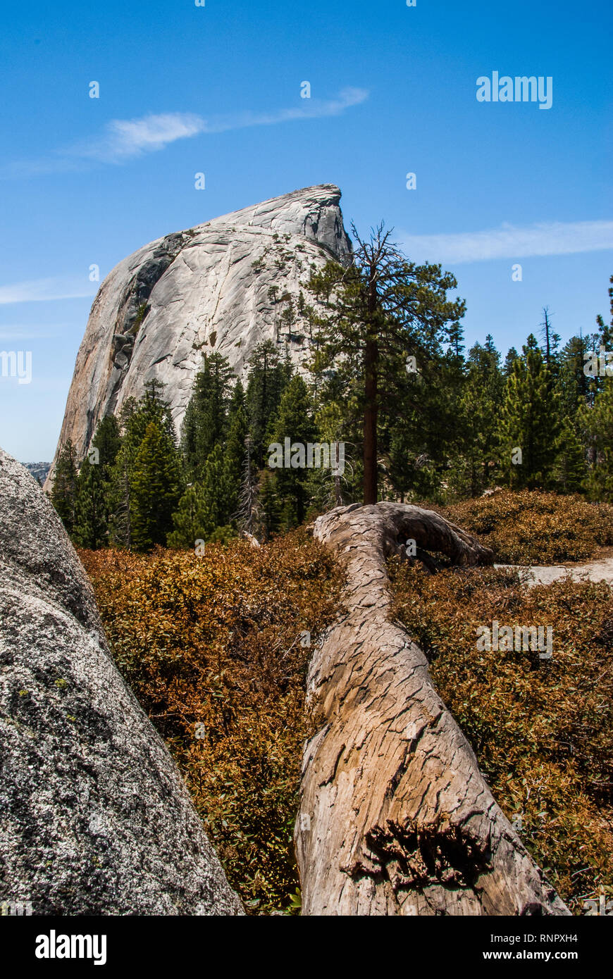 A dead tree lying by the trial to Half DOme in the Yosemite National ...