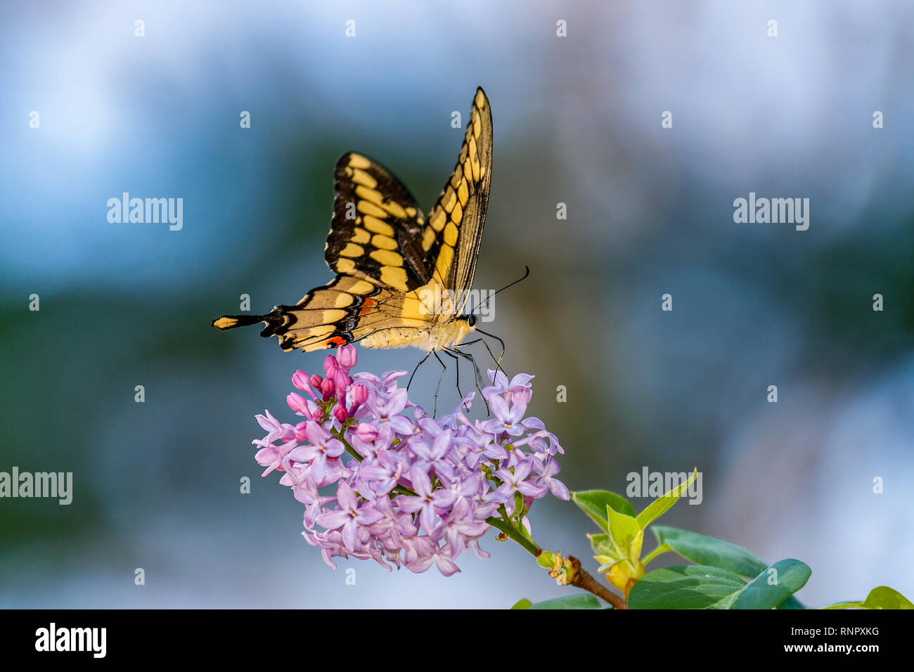 Antenna butterfly hi-res stock photography and images - Alamy