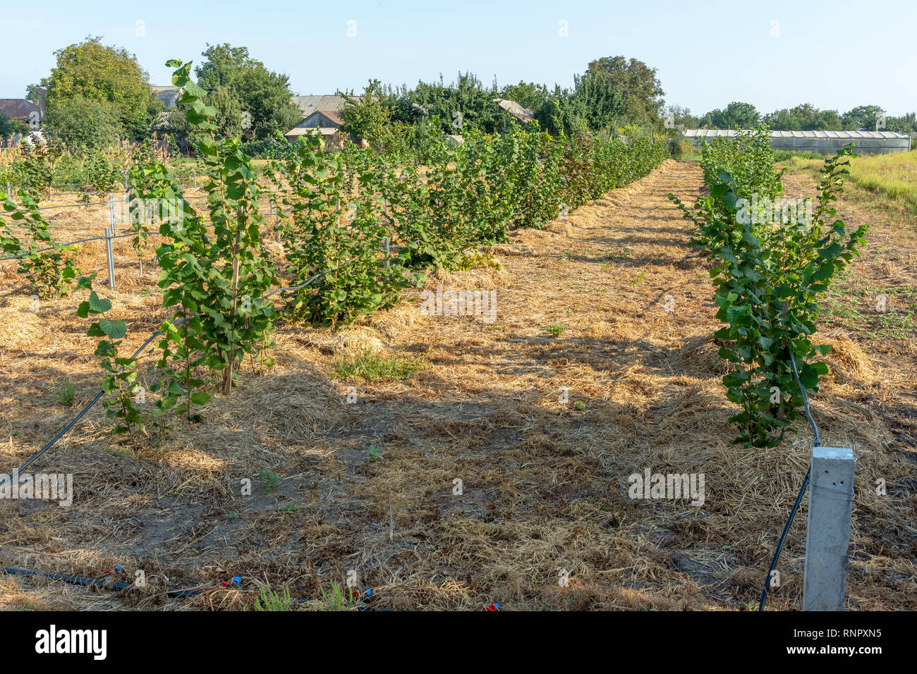 nut garden close up in summer at sunset. Hazelnut growing a agronomic ...