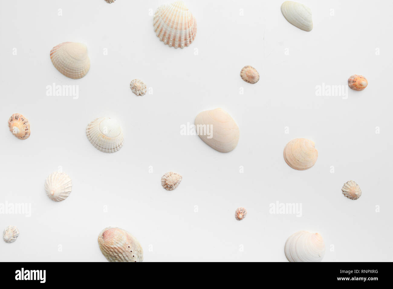 Sea shell objects for seaside and beach themed design Stock Photo - Alamy
