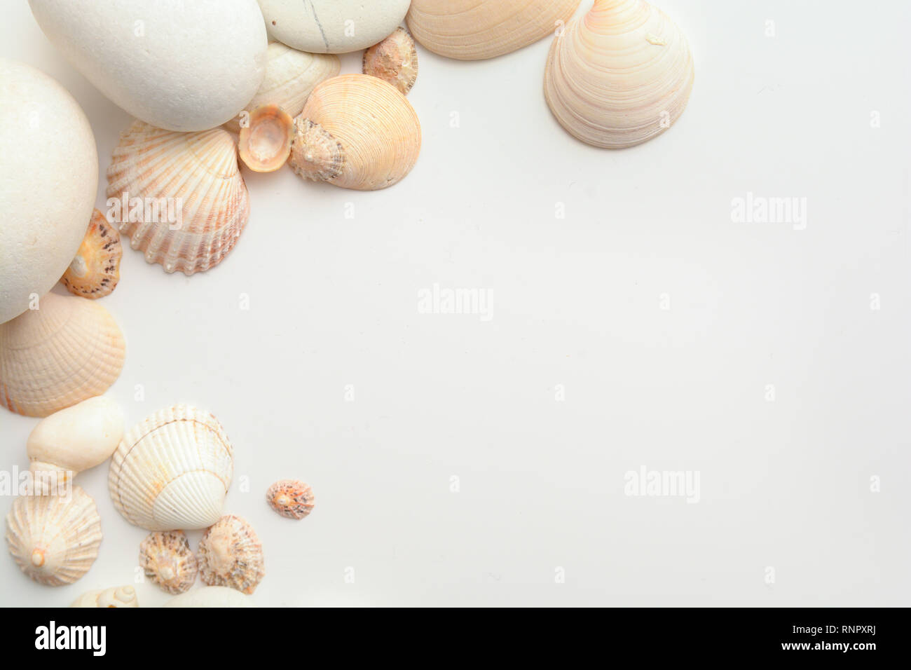 Sea shell objects for seaside and beach themed design Stock Photo - Alamy