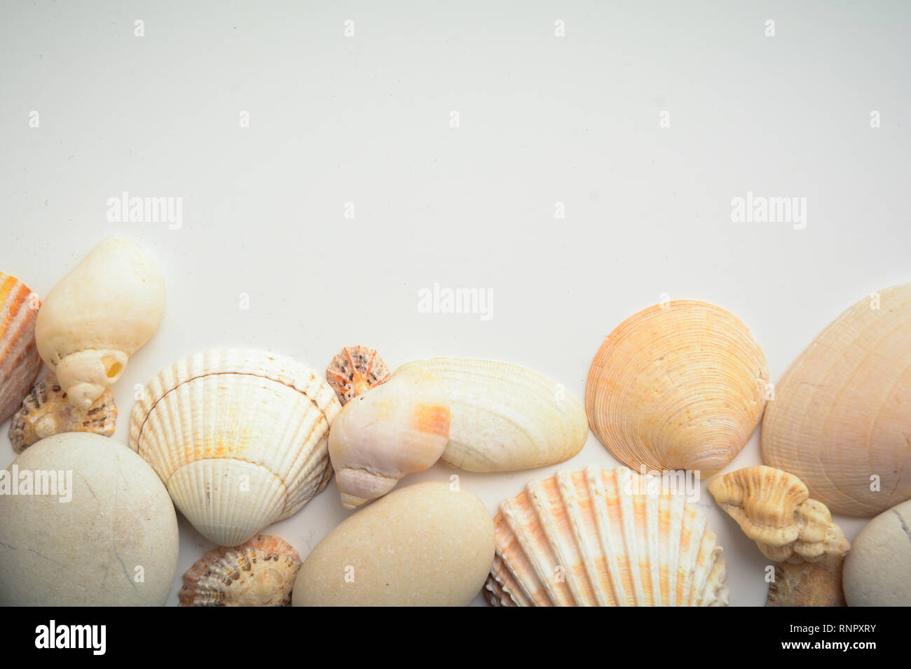Sea shell objects for seaside and beach themed design Stock Photo - Alamy