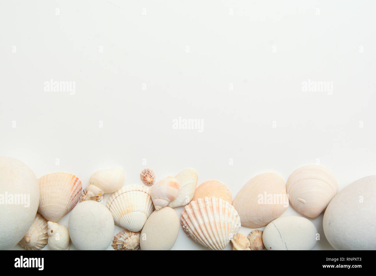 Sea shell objects for seaside and beach themed design Stock Photo - Alamy