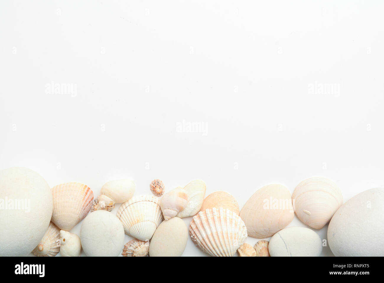 Sea shell objects for seaside and beach themed design Stock Photo - Alamy