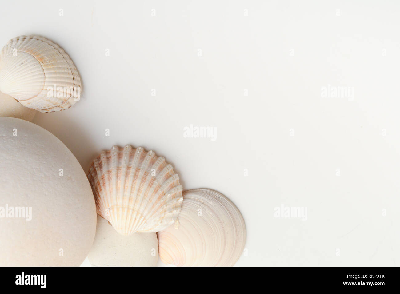 Sea shell objects for seaside and beach themed design Stock Photo - Alamy
