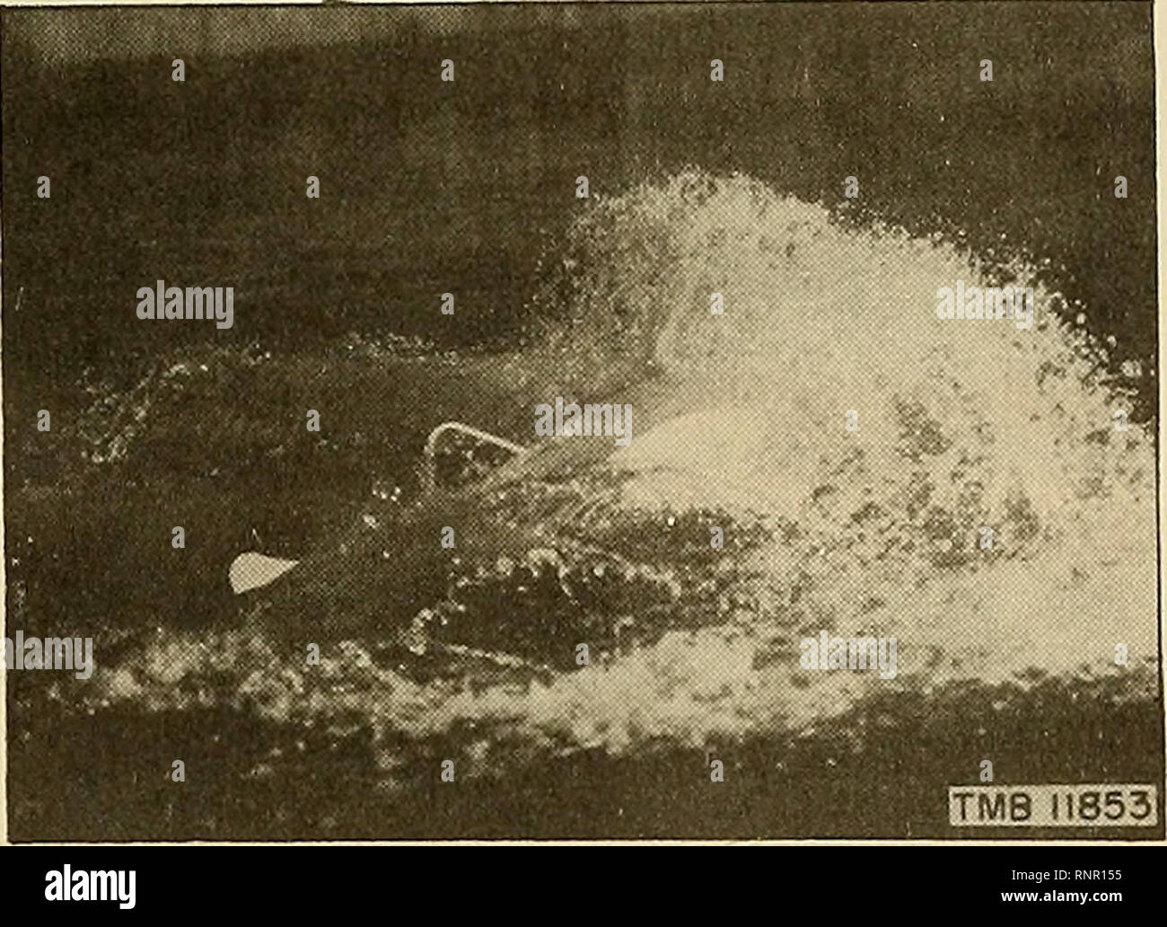 100 pound weight hi-res stock photography and images - Alamy