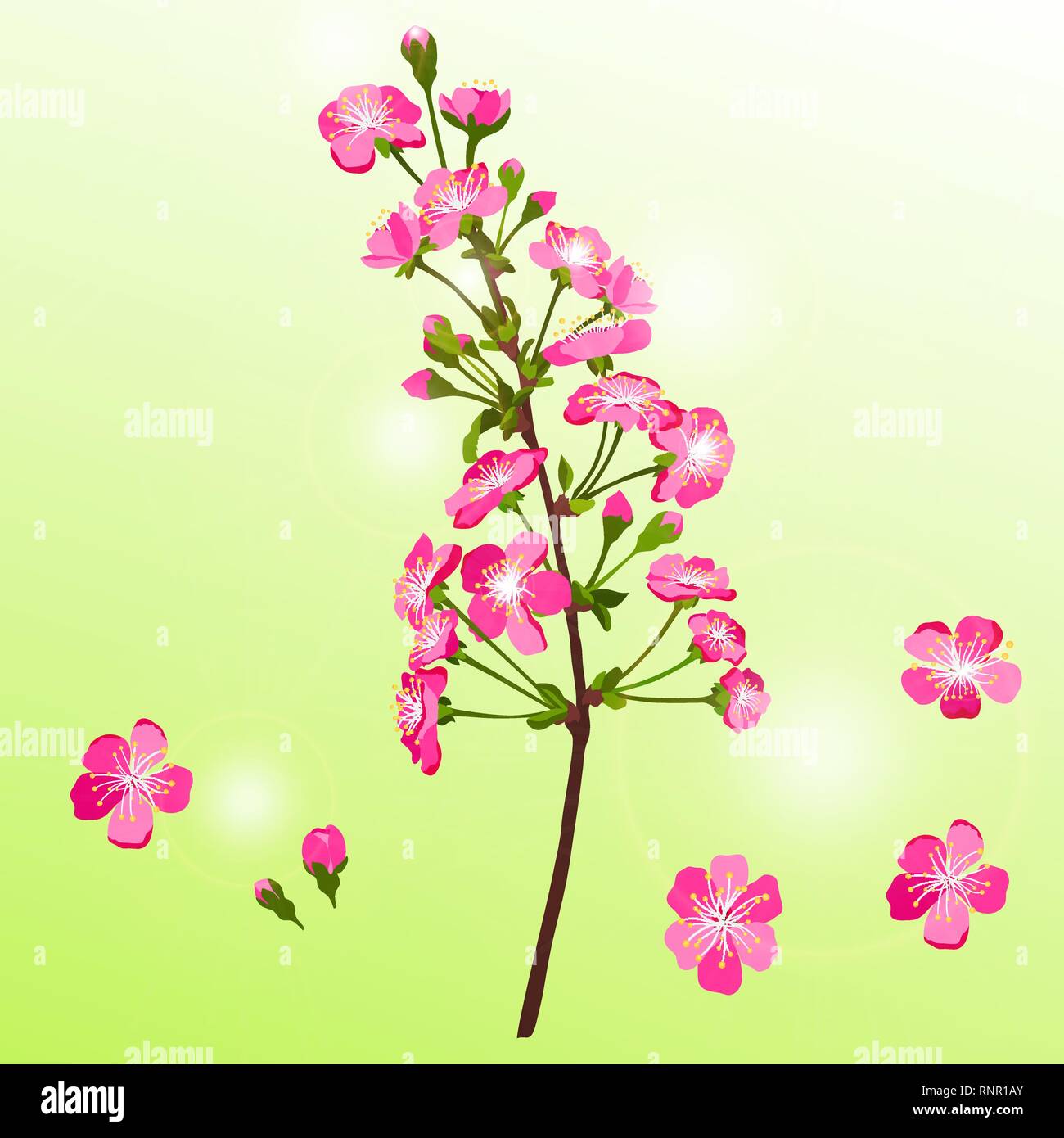 Cherry blossom branch vector Stock Vector Image & Art - Alamy