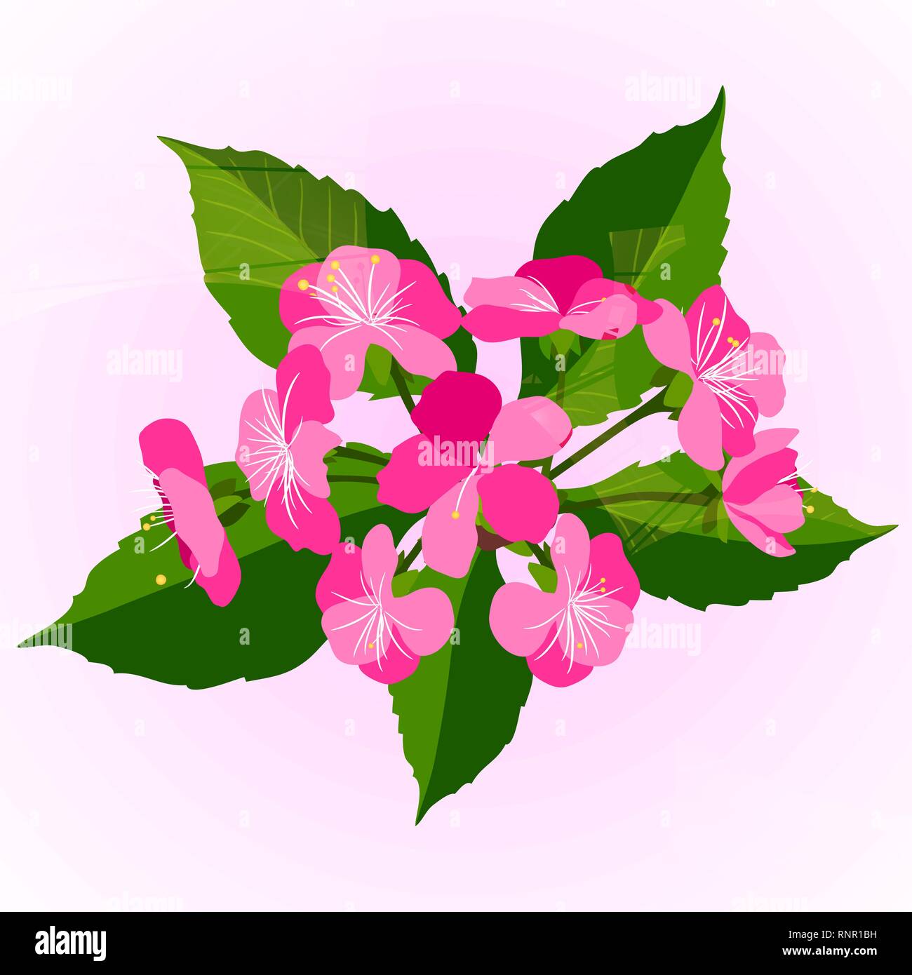 Cherry blossom sakura flowers on Stock Vector Images - Alamy