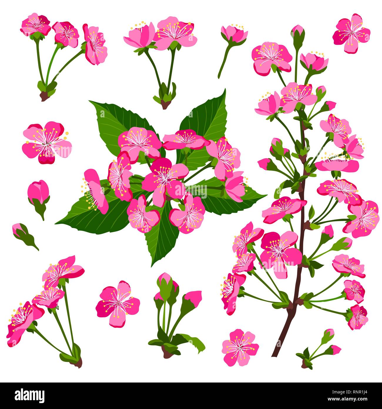 Pink sakura vector Stock Vector Images - Alamy