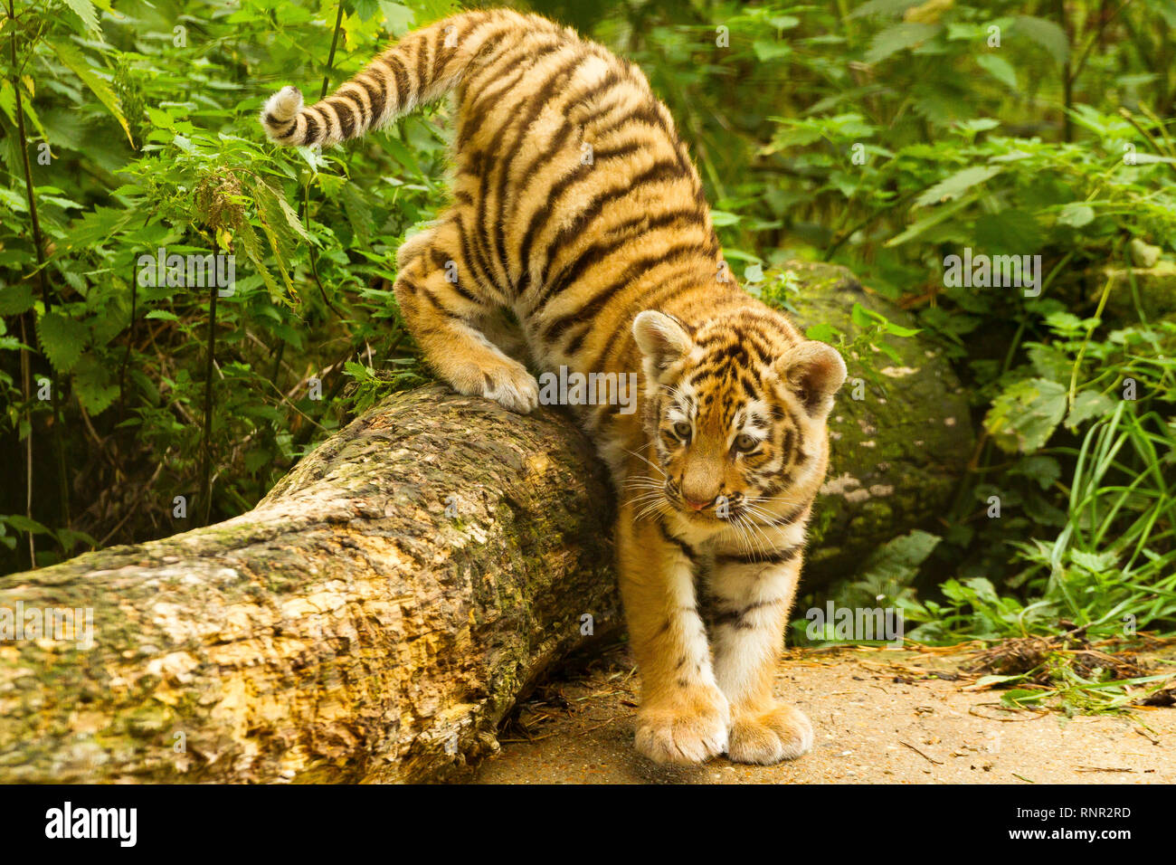 Amur/Siberian Tiger Cub (Panthera Tigris Altaica) Stepping Over A Tree ...