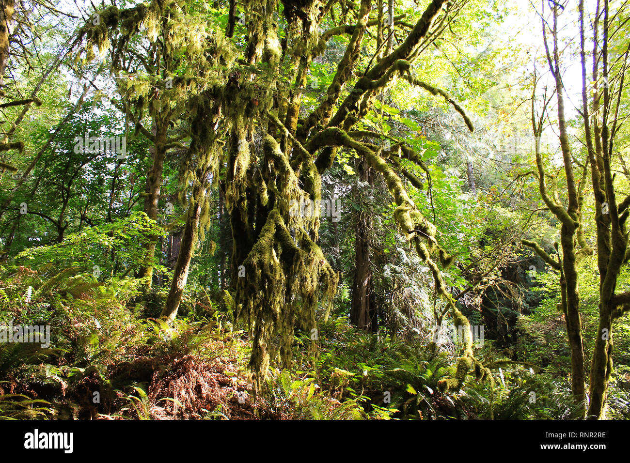 Ancient tall maple trees covered in thick moss in the Pacific Northwest ...