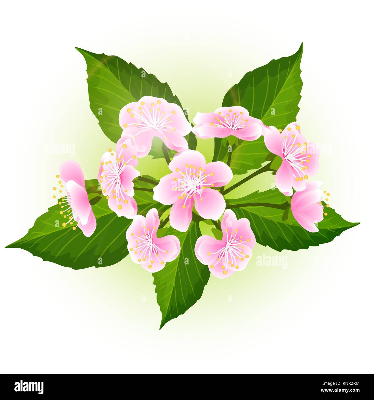 Cherry blossom vector Cut Out Stock Images & Pictures - Alamy