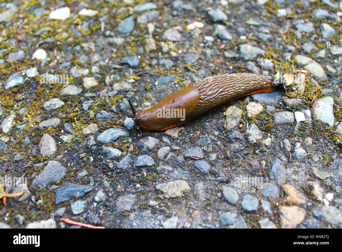 Close up of a big red slug slithering across pavement on a road Stock ...
