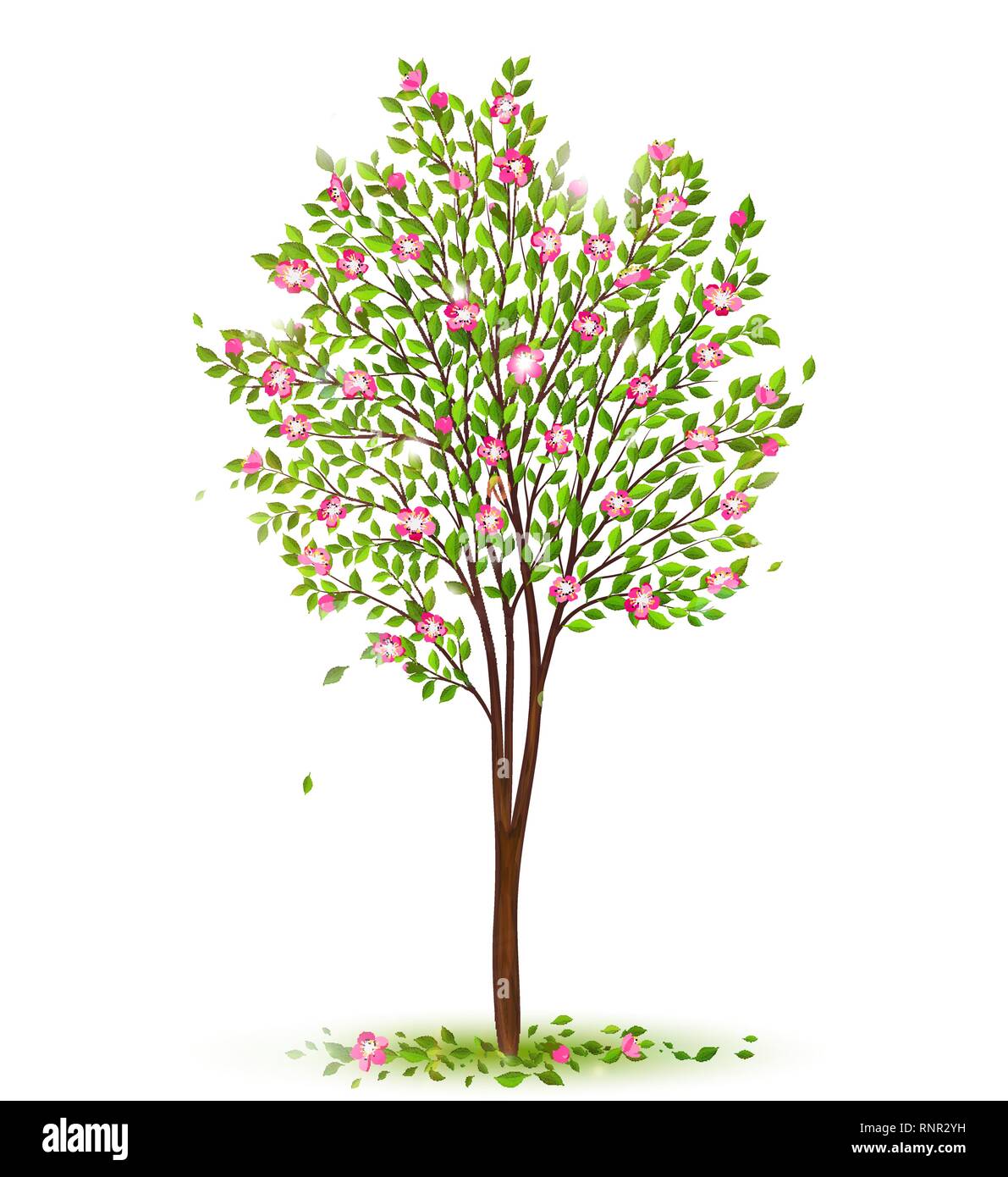 Cherry tree vector vectors hi-res stock photography and images - Alamy