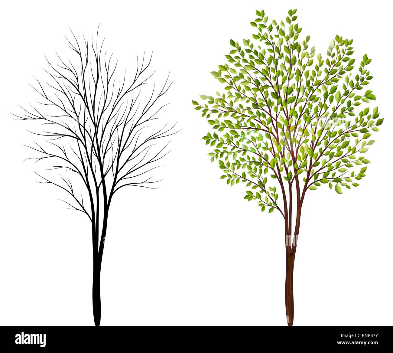 Trees on white background vector Stock Vector Image & Art - Alamy
