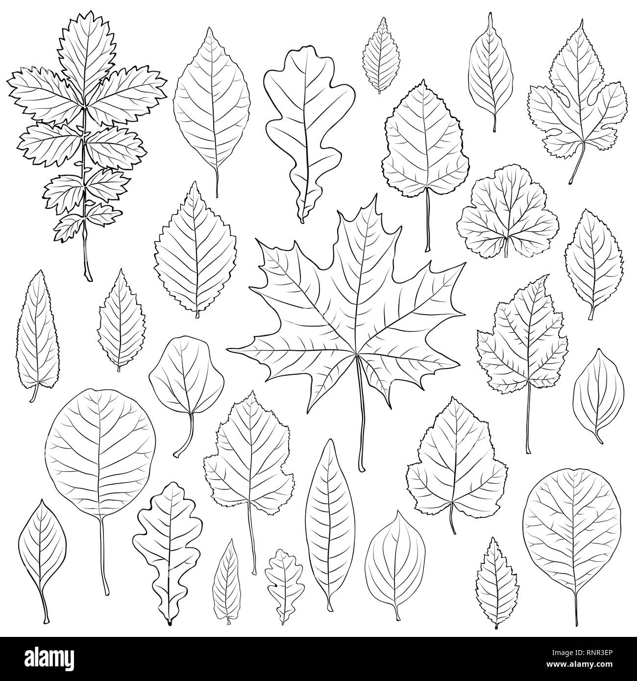 Black silhouette maple tree Cut Out Stock Images & Pictures - Alamy