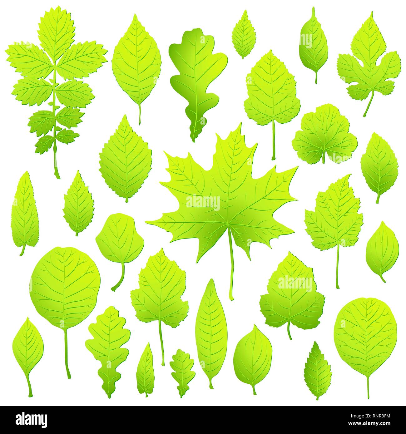 set of green leaves isolated on white background vector Stock Vector ...