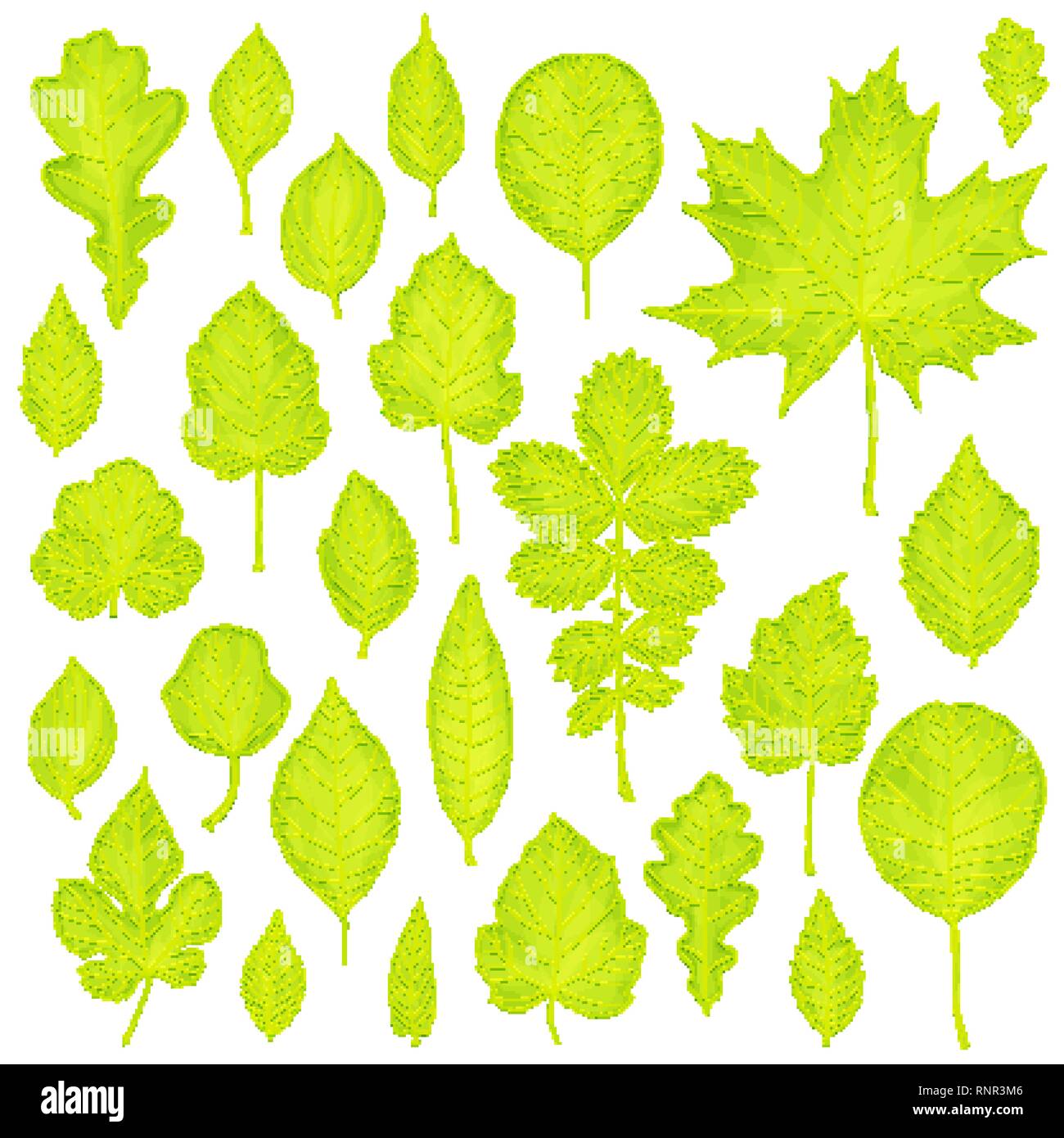 set of green leaves isolated on white background vector Stock Vector ...
