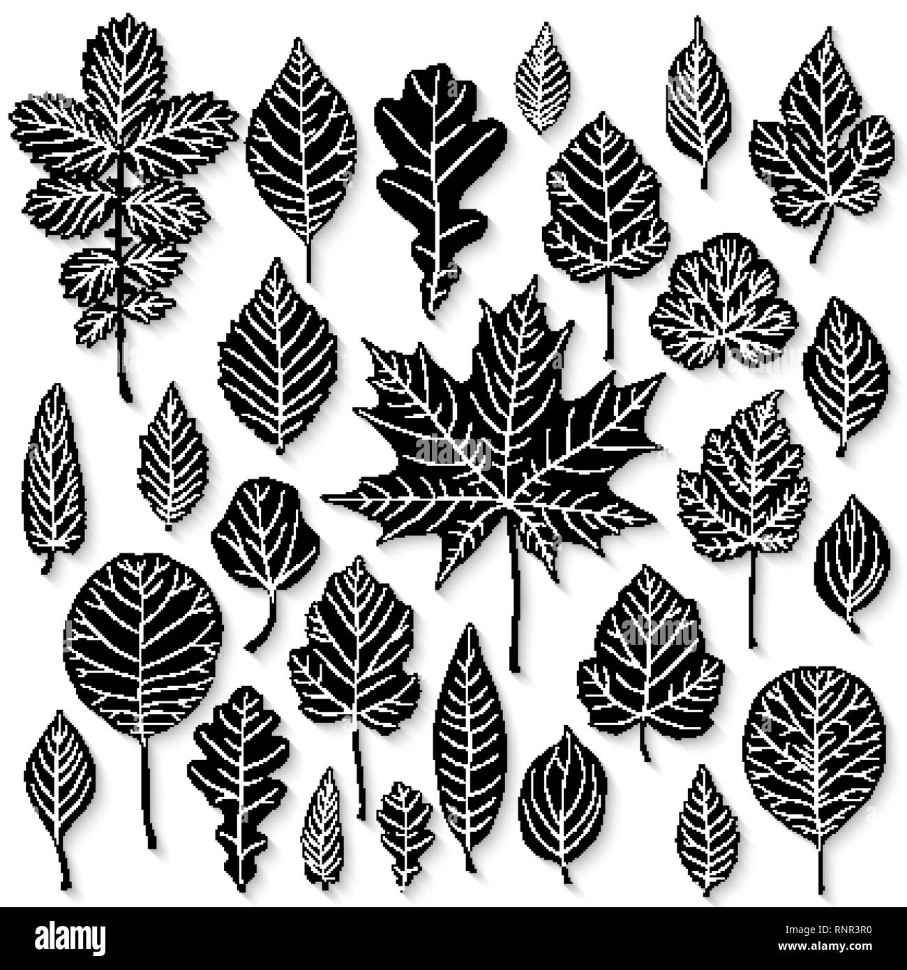 Black silhouette maple tree Cut Out Stock Images & Pictures - Alamy