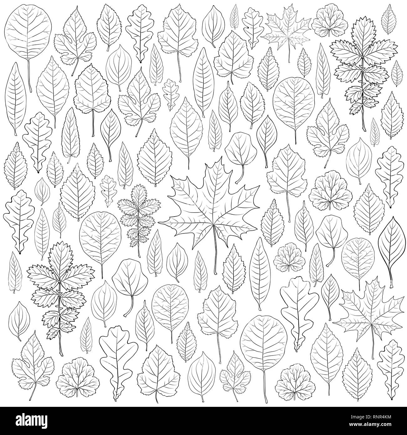 Vector set of leaves silhouette Stock Vector Image & Art - Alamy