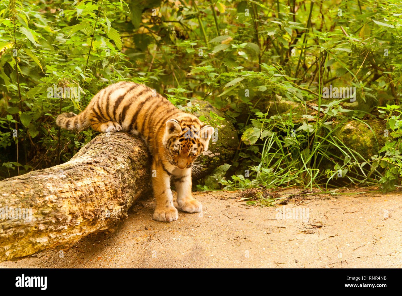 Amur/Siberian Tiger Cub (Panthera Tigris Altaica) Stepping Over A Tree ...
