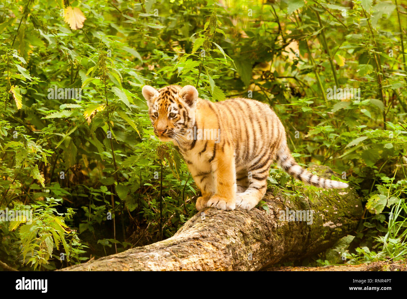 Siberian Tiger Cub Standing Panthera Stock Photos & Siberian Tiger Cub ...