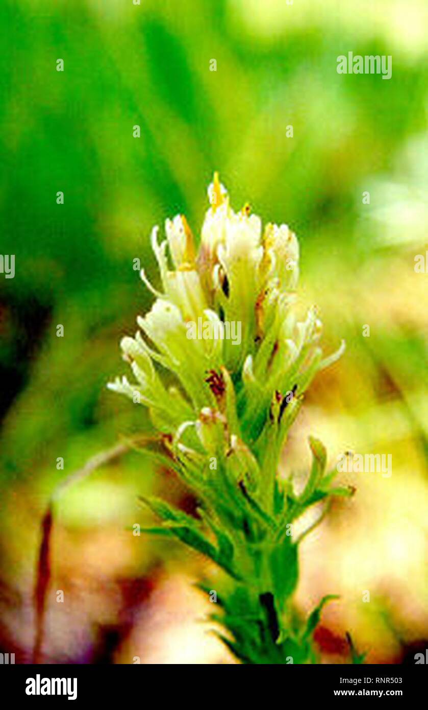 Cusickii hi-res stock photography and images - Alamy